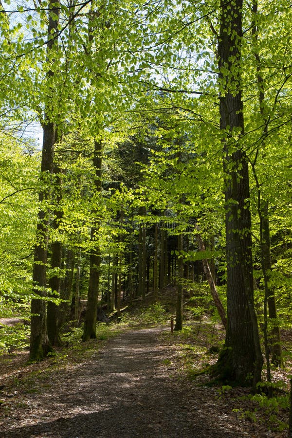 Beautiful Spring Forest in Denmark Stock Image - Image of natural ...