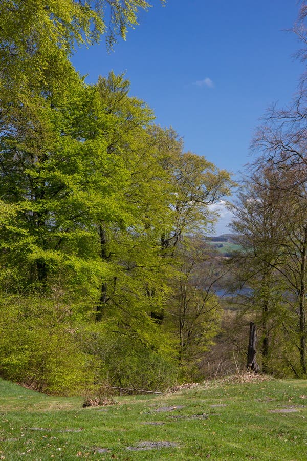 Beautiful Spring Forest in Denmark Stock Image - Image of bench, bush ...