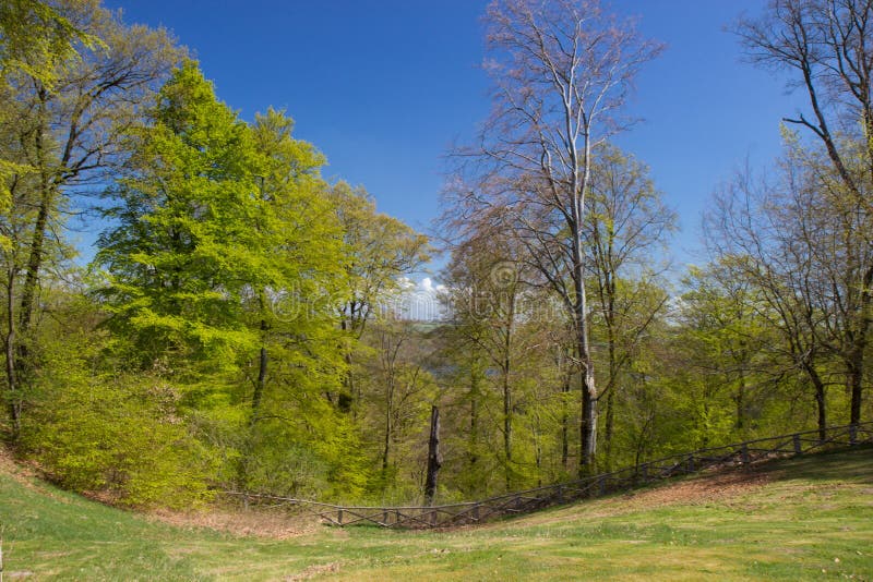 Beautiful Spring Forest in Denmark Stock Image - Image of light, field ...