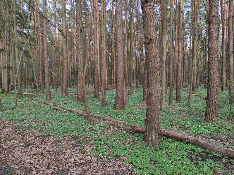 Beautiful Spring Forest, the First Leaves on the Trees, the First ...