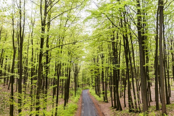 Beautiful Spring Forest Landscape, Fresh Green Leaves on Trees, Spring ...