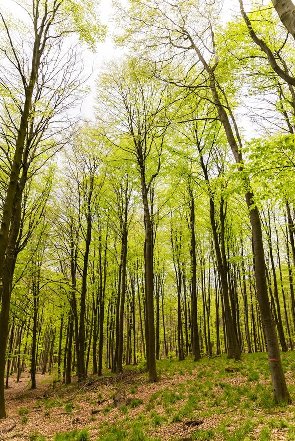 Beautiful Spring Forest Landscape, Fresh Green Leaves on Trees, Spring ...