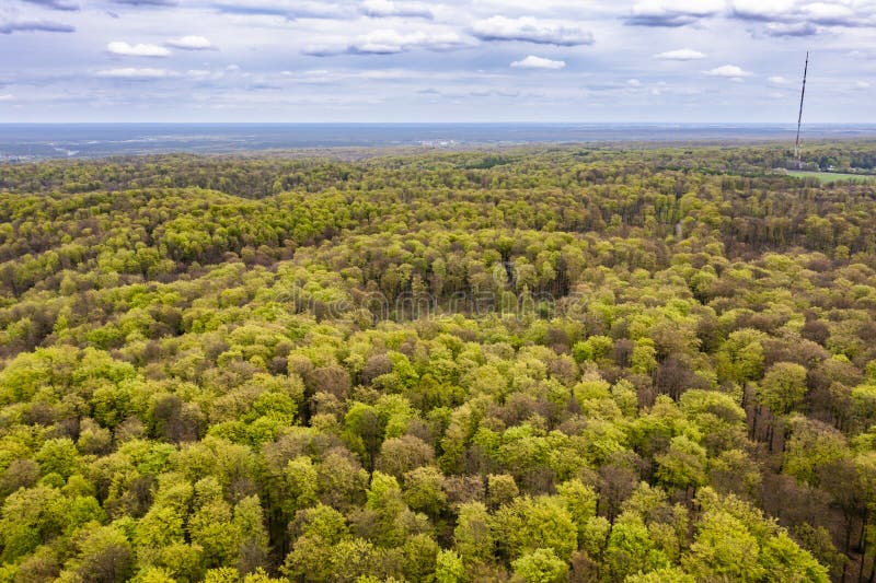 Beautiful Spring Forest Landscape, Fresh Green Leaves on Trees in ...