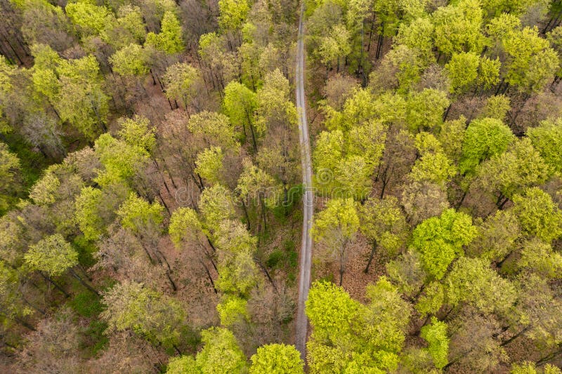 Beautiful Spring Forest Landscape, Fresh Green Leaves on Trees in ...