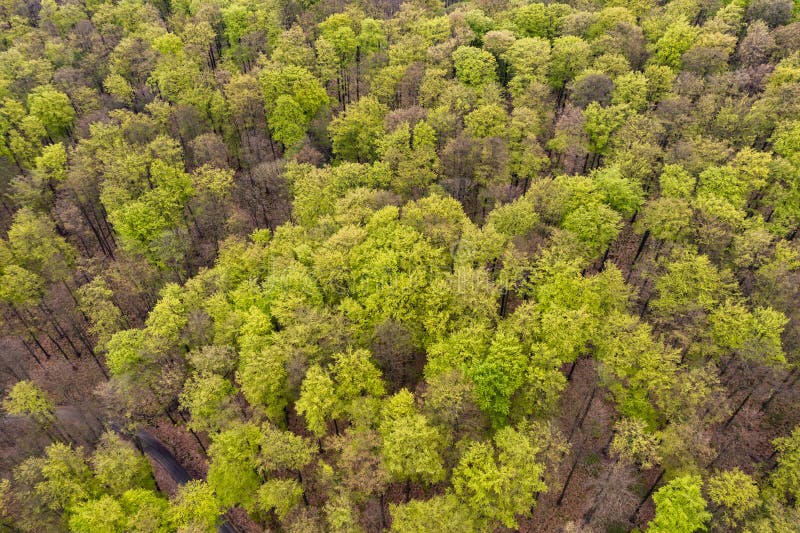 Beautiful Spring Forest Landscape, Fresh Green Leaves on Trees in ...