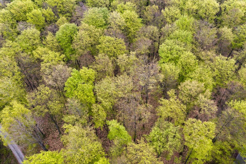 Beautiful Spring Forest Landscape, Fresh Green Leaves on Trees in ...