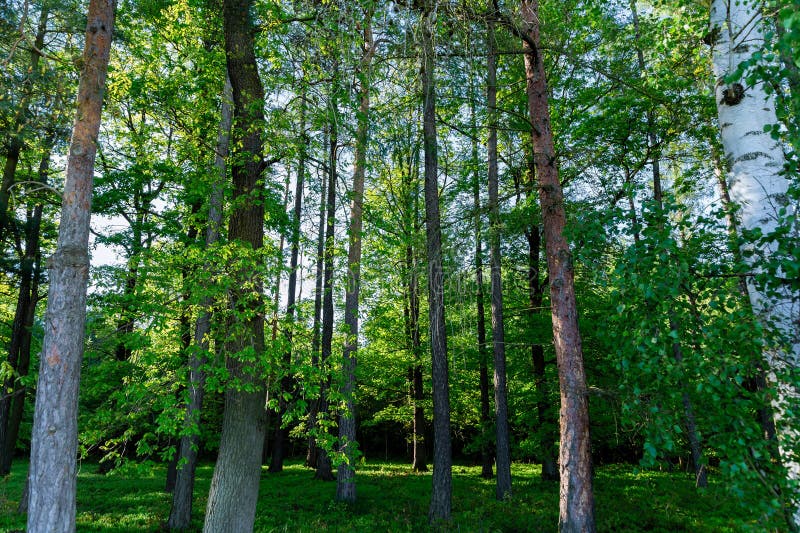 Beautiful Spring Forest Landscape, Green Grass and Tall Trees. Stock ...