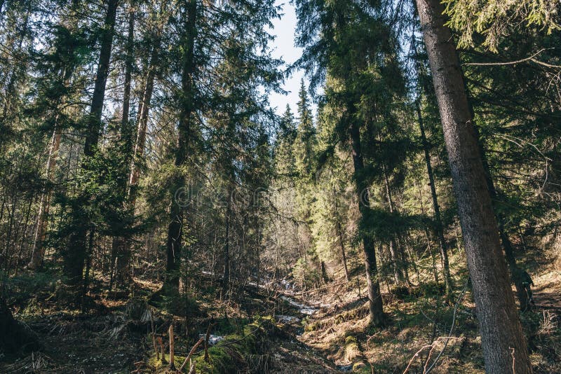 Beautiful Spring Forest Landscape, Pine Trees at Bright Sunny Morning ...