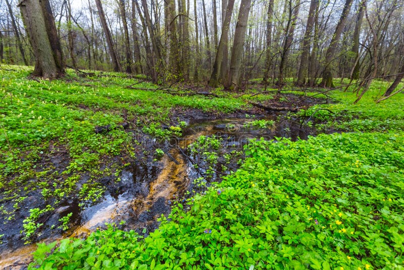 Beautiful Spring Forest Scene Stock Image - Image of herbage, juicy ...