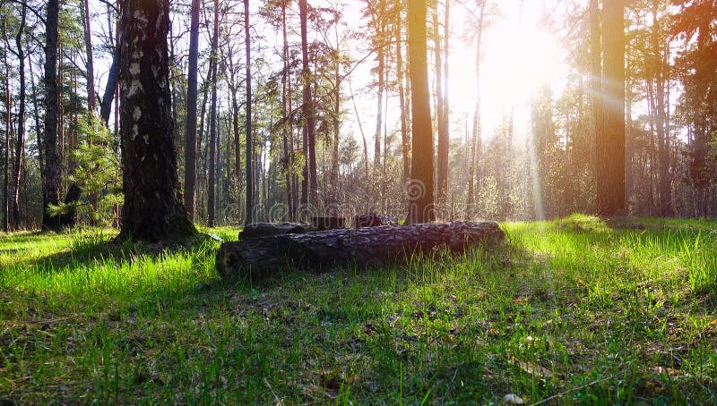 Beautiful Spring Forest. Sun Rays Come through Tree. Stock Photo ...