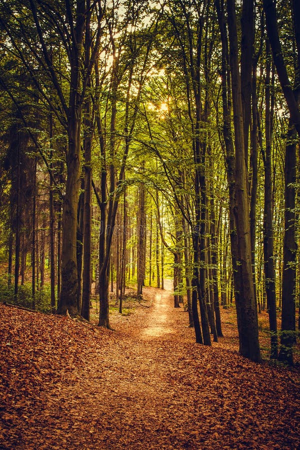 Beautiful spring forest stock photo. Image of quiet, nature - 40207768