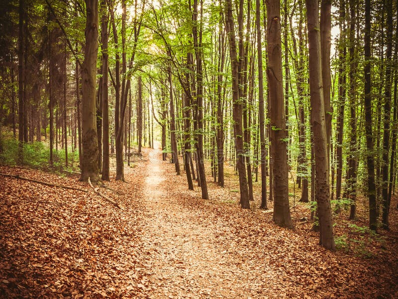 Beautiful spring forest stock photo. Image of quiet, nature - 40207768