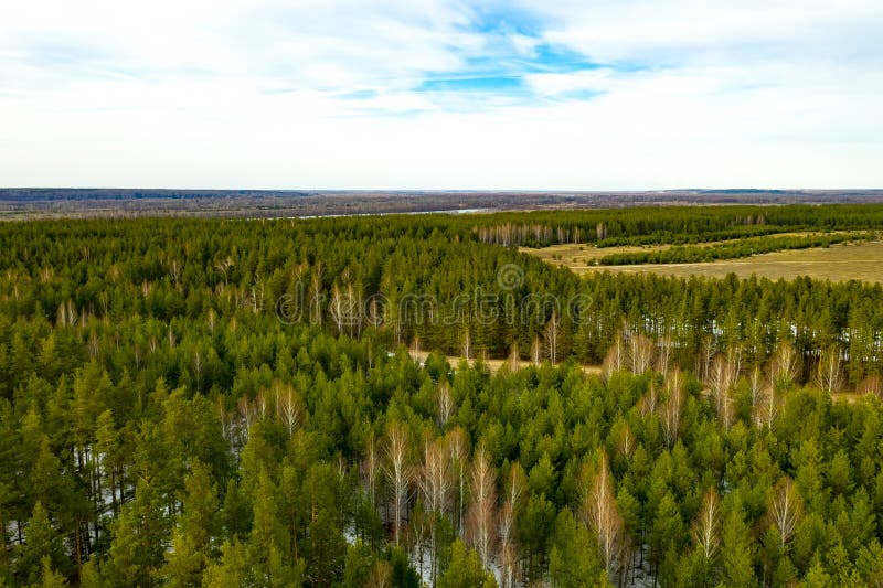 Beautiful Spring Forest at Sunset Stock Image - Image of road, spruce ...