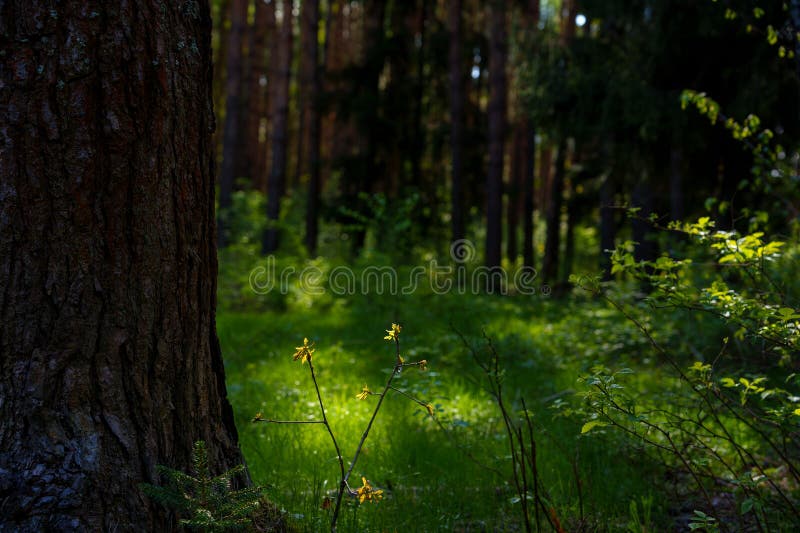 A Beautiful Spring Forest in the Sunset Stock Photo - Image of ...