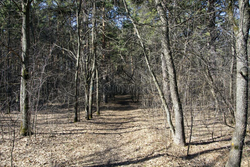 Beautiful Spring Forest and Trail Stock Photo - Image of clear, bushes ...