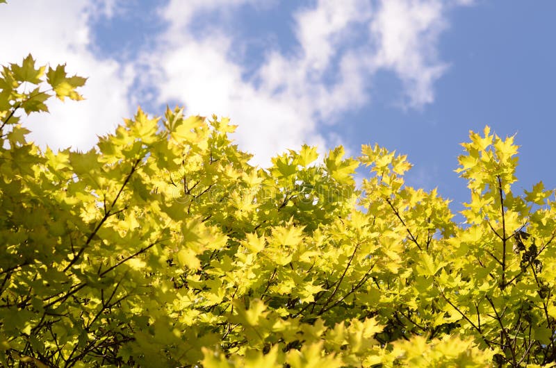 Beautiful Spring Forest. Young Green Leaves of the Maple Trees Against ...