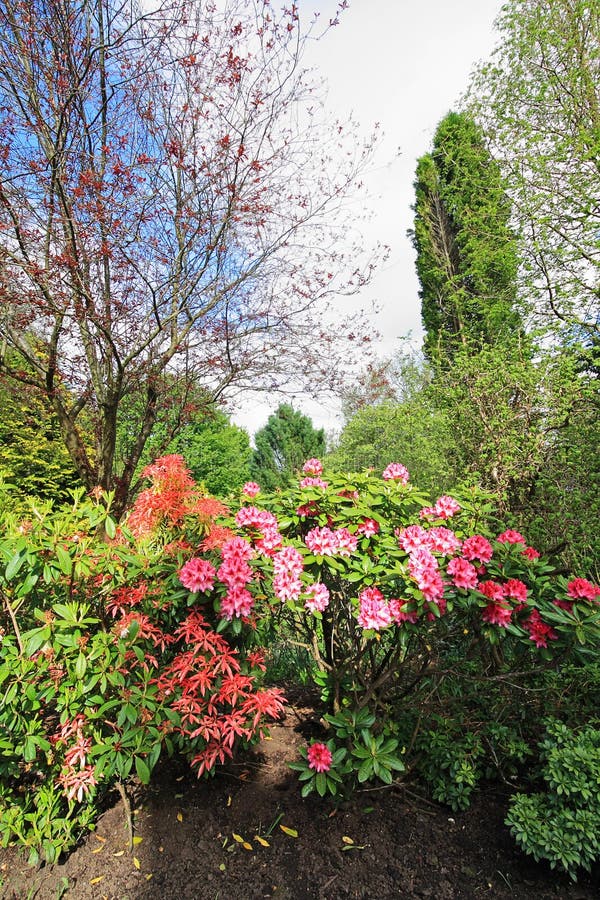 Beautiful spring garden stock photo. Image of botanical - 31335924