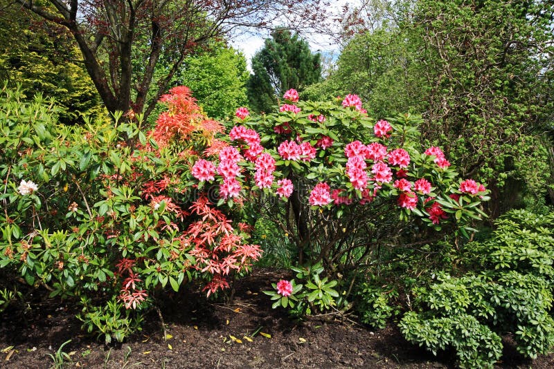 Beautiful Spring garden stock photo. Image of botany - 19390044