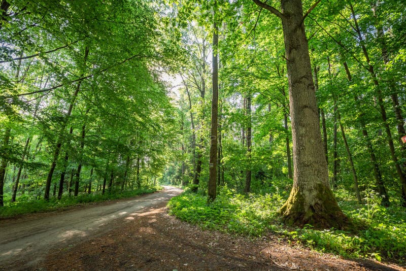 Beautiful Spring in the Green Forest Stock Photo - Image of sunset ...