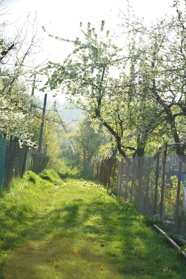Beautiful Spring Green Landscape Under The Sun Picture. Image: 288047233