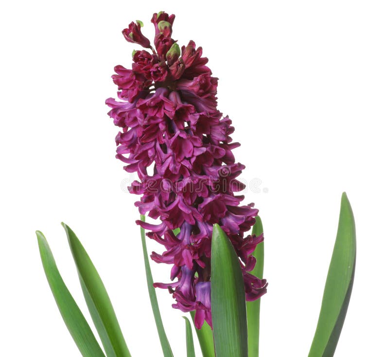 Beautiful Spring Hyacinth Flower Isolated Stock Image - Image of ...
