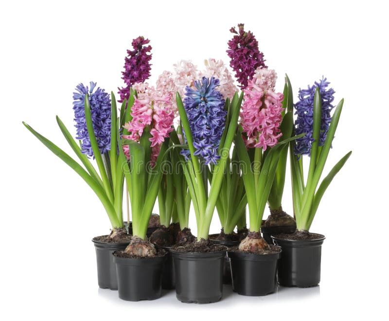 Beautiful Spring Hyacinth Flowers Stock Image - Image of colorful, gift ...