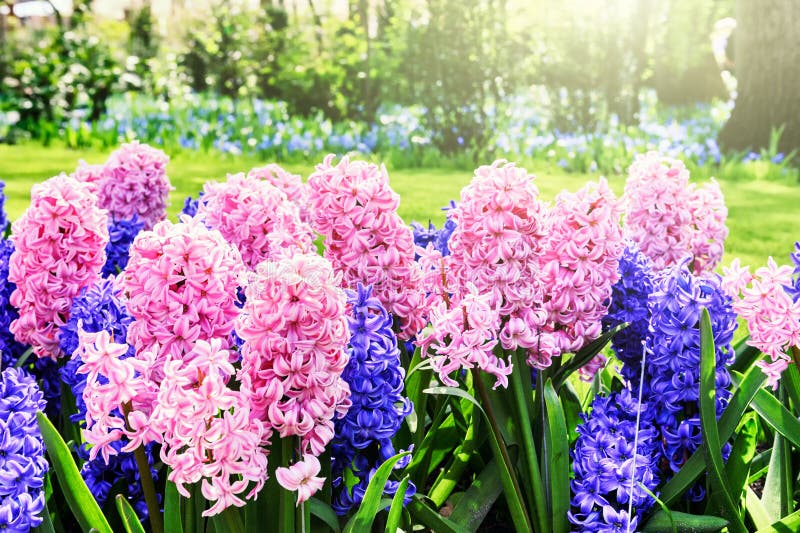 Beautiful spring hyacinths stock photo. Image of gardening - 54436260