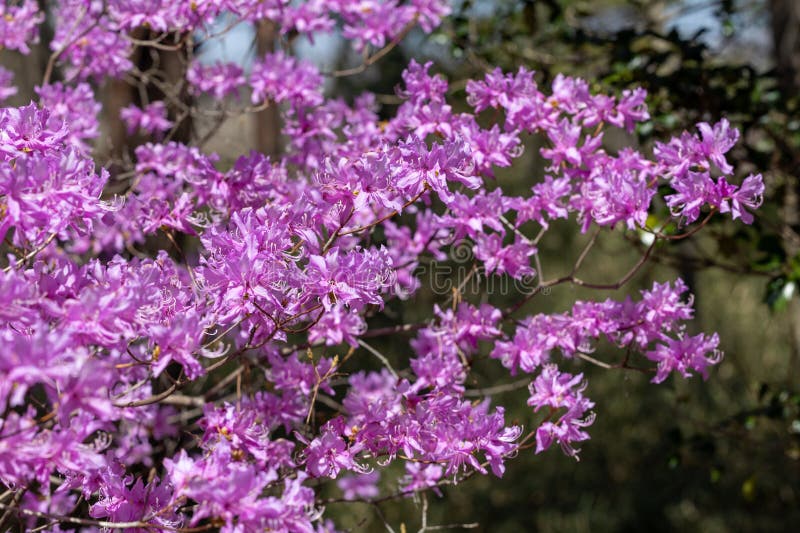 Beautiful Spring Japanese Azalea in the Forest. Stock Image - Image of ...