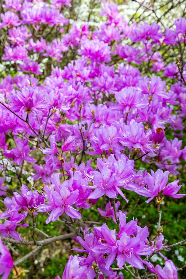 Beautiful Spring Japanese Azalea in the Forest. Stock Photo - Image of ...