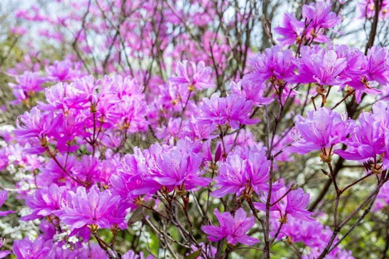 Beautiful Spring Japanese Azalea in the Forest. Stock Image - Image of ...