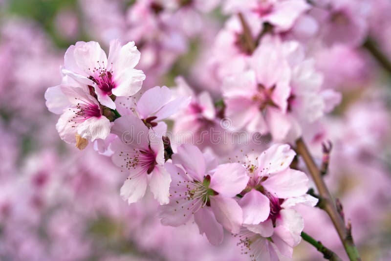 Beautiful Spring Landscape - Blooming Trees, Bright Pink and White ...