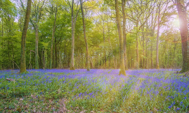 Beautiful Spring Landscape with Blooming Wild Hyacinths and Sun Rays ...