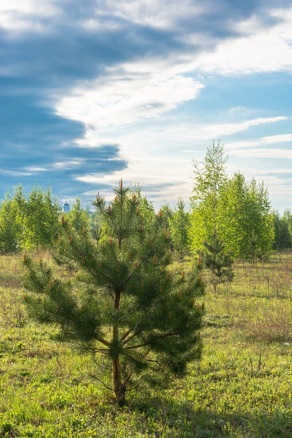 Beautiful Spring Landscape. Stock Photo - Image of landscape ...