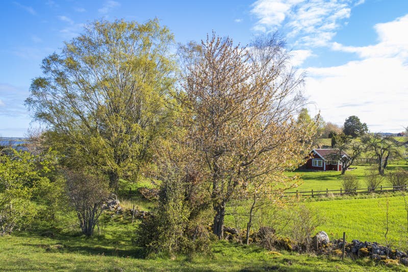 Beautiful Spring Landscape with Budding Trees by a Red Cottage Stock ...