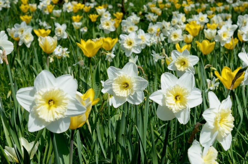 Beautiful Spring Landscape with Daffodils Stock Photo - Image of growth ...