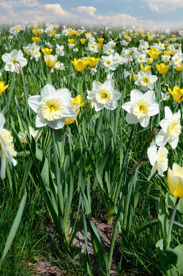 Beautiful Spring Landscape with Daffodils Stock Photo - Image of green ...