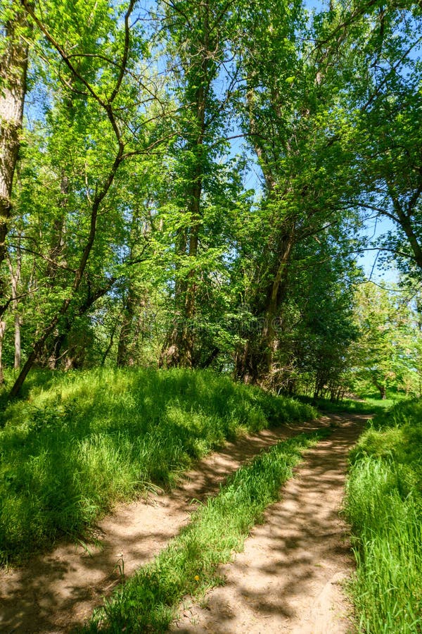 Beautiful Spring Landscape in the Forest with a Dirt Road, Bright ...