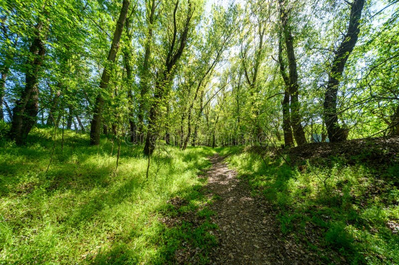 Beautiful Spring Landscape in the Forest with a Path, Bright Sunlight ...