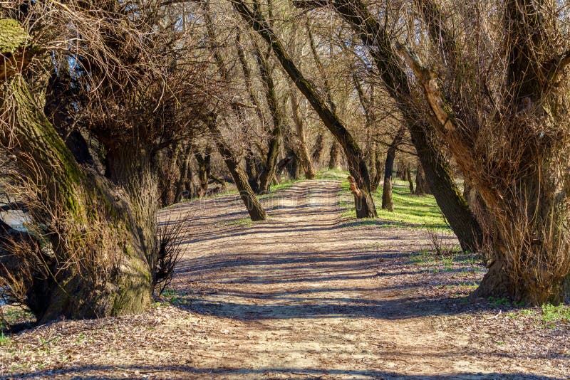 Beautiful Spring Landscape - Forest and Path on a Bright Sunny Day ...