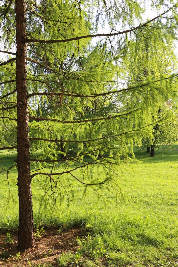 Beautiful Spring Landscape with Green Larch Stock Image - Image of ...