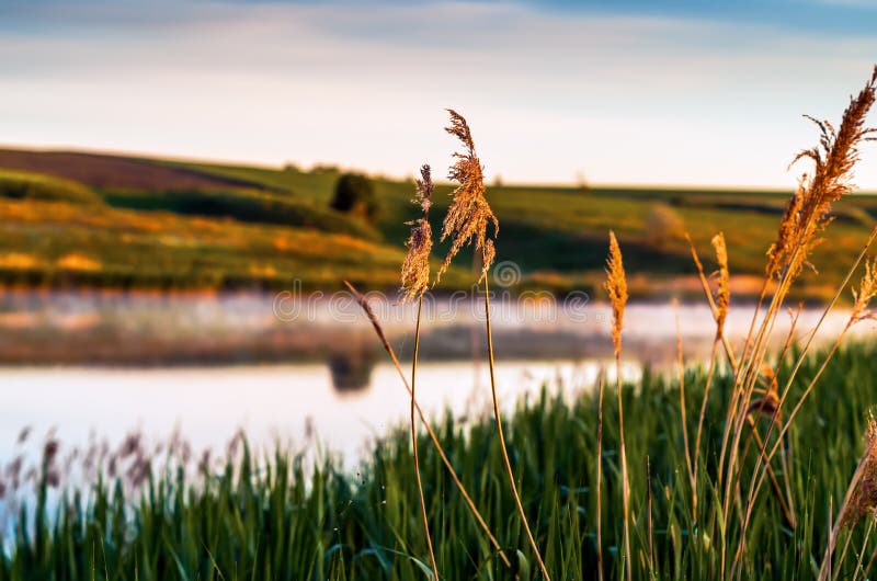 Beautiful Spring Landscape, the Lake in the Morning Fog Stock Image ...