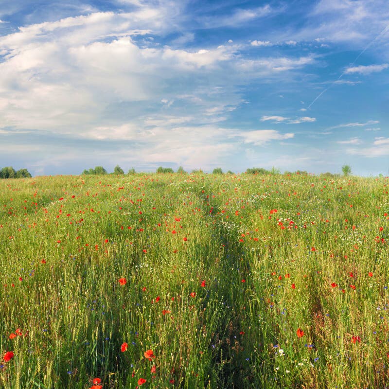 Beautiful Spring Landscape with Poppy Flowers and Blue Sky. Stock Image ...