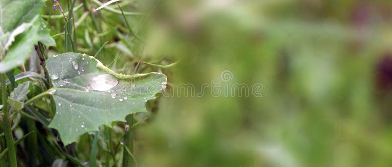 Beautiful Spring Landscape with Raindrop Stock Image - Image of botany ...