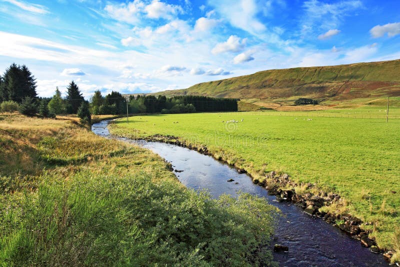 Beautiful Spring Landscape with Sheep in Scotland Stock Image - Image ...