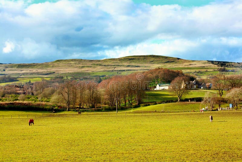 Beautiful Spring Landscape with Sheep in Scotland Stock Image - Image ...