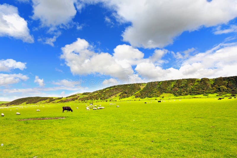 Beautiful Spring Landscape in Scotland Stock Image - Image of farmland ...