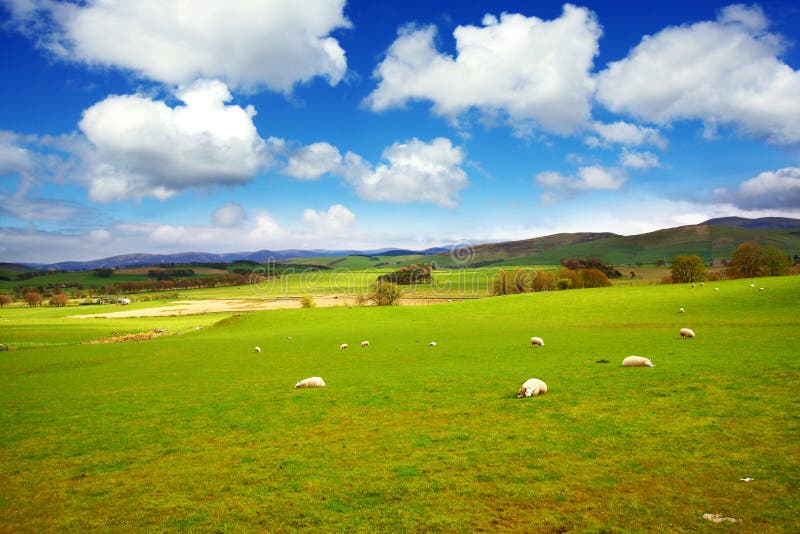 Beautiful Spring Landscape with Sheep in Scotland Stock Image - Image ...