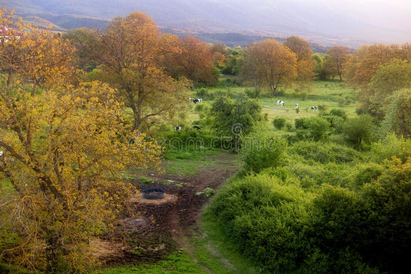 Beautiful Spring Landscape at Sunset with Cows Stock Photo - Image of ...