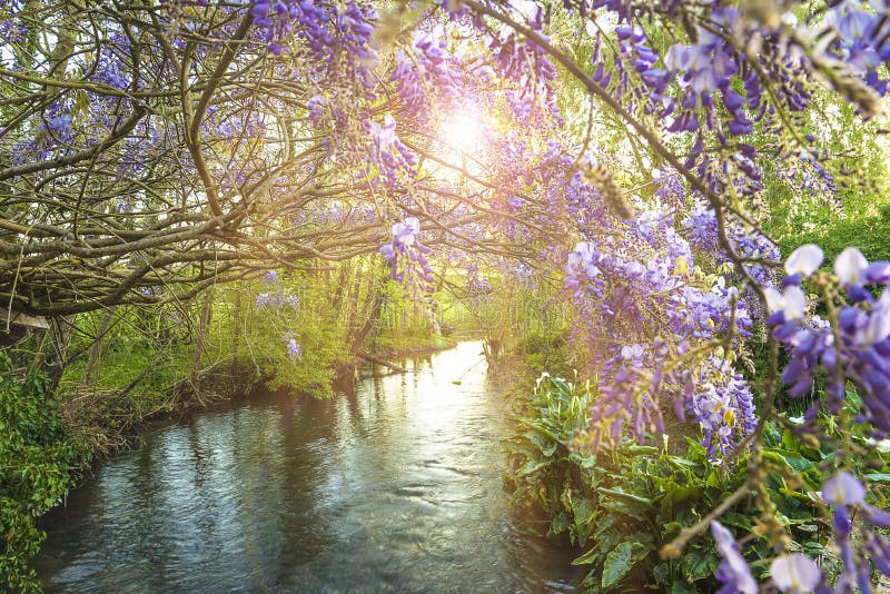 Beautiful Spring Landscape with Tranquil River Under the Blooming ...