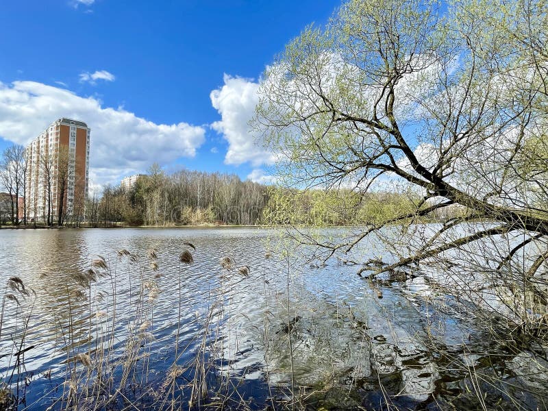 Beautiful Spring Landscape. Trees on the Banks of the Pekhorka River in ...